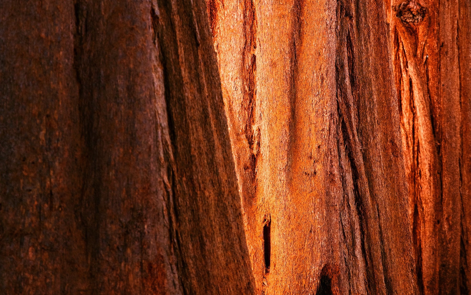 Station note: my pretty redwood | kate carsella